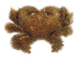 スベスベケブカガニ